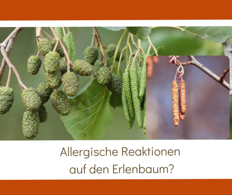 Die Erle - Allergien verstehen und bekämpfen